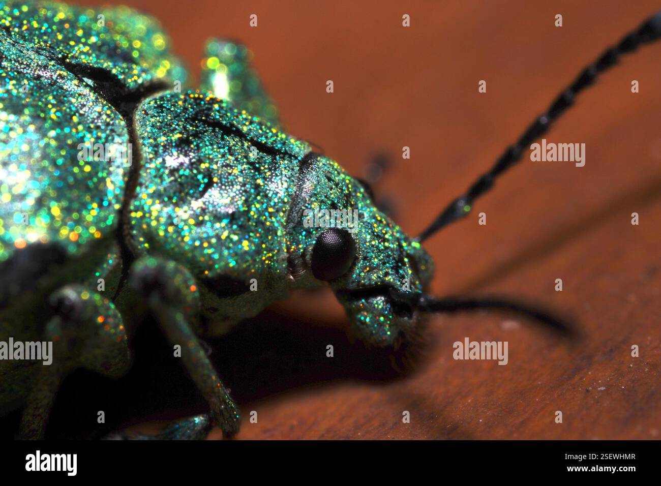 (Polyteles stevenii), Insecta, Araçariguama, SP, 18147-000, Brasil ...