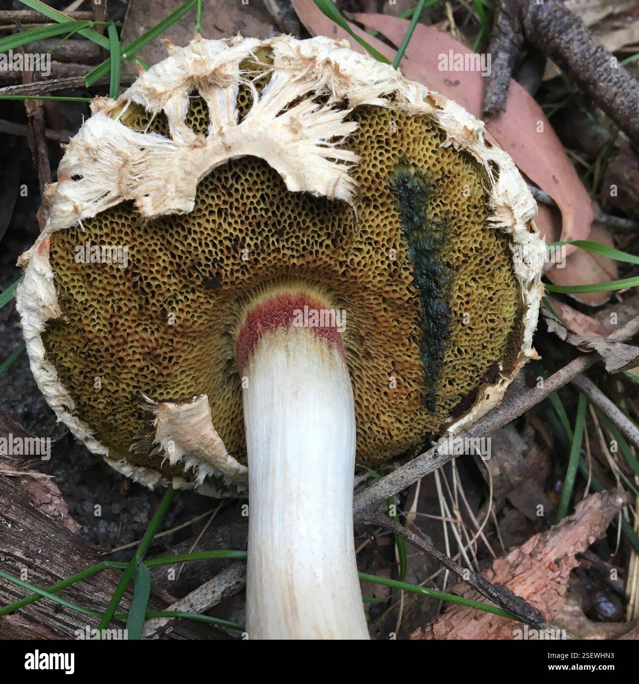 (Boletellus), Fungi, Victoria, AU, Growing at the base of Eucalyptus ...