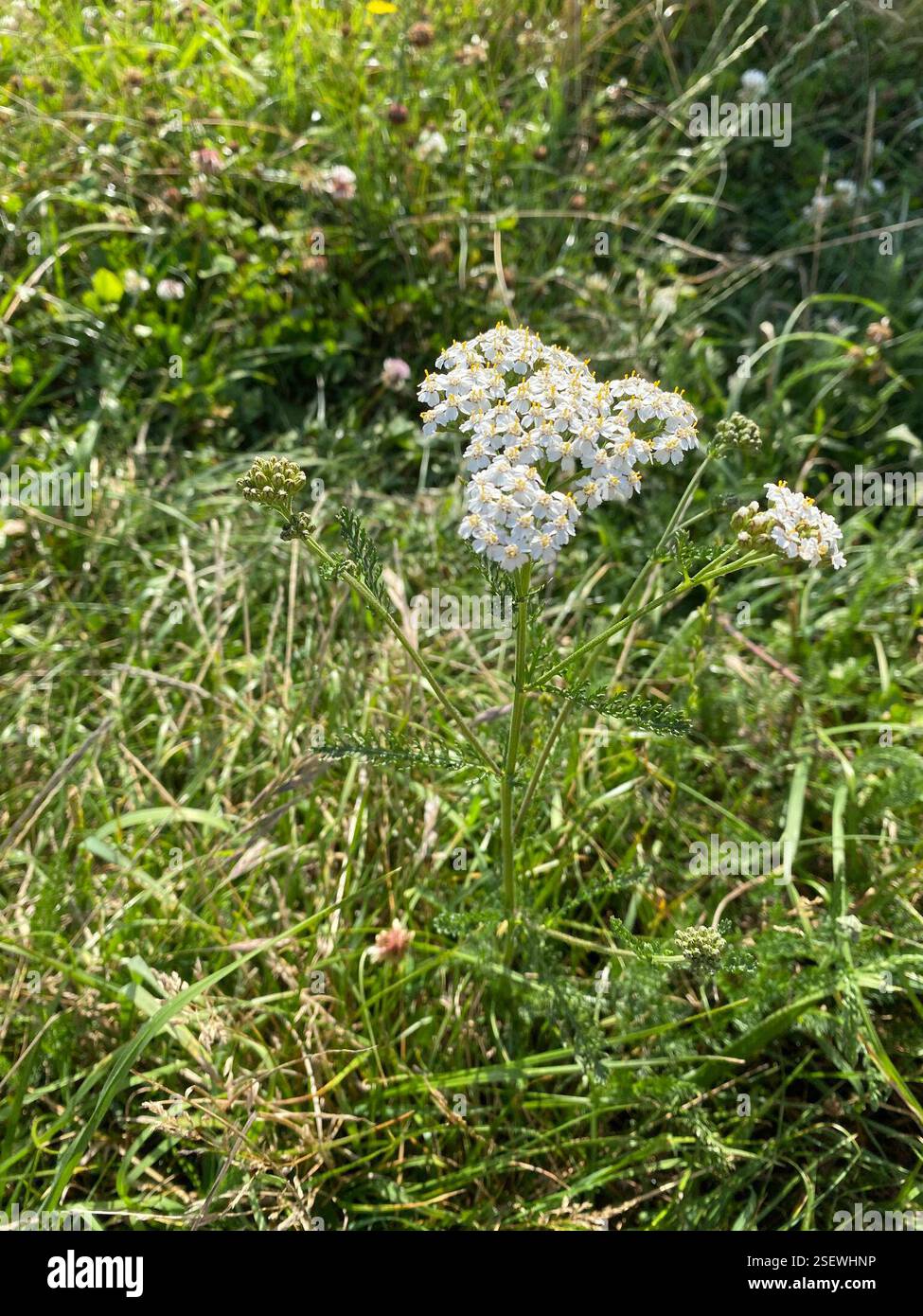 common yarrow (Achillea millefolium), Plantae, Hurunui, NZ-CA, NZ Stock ...