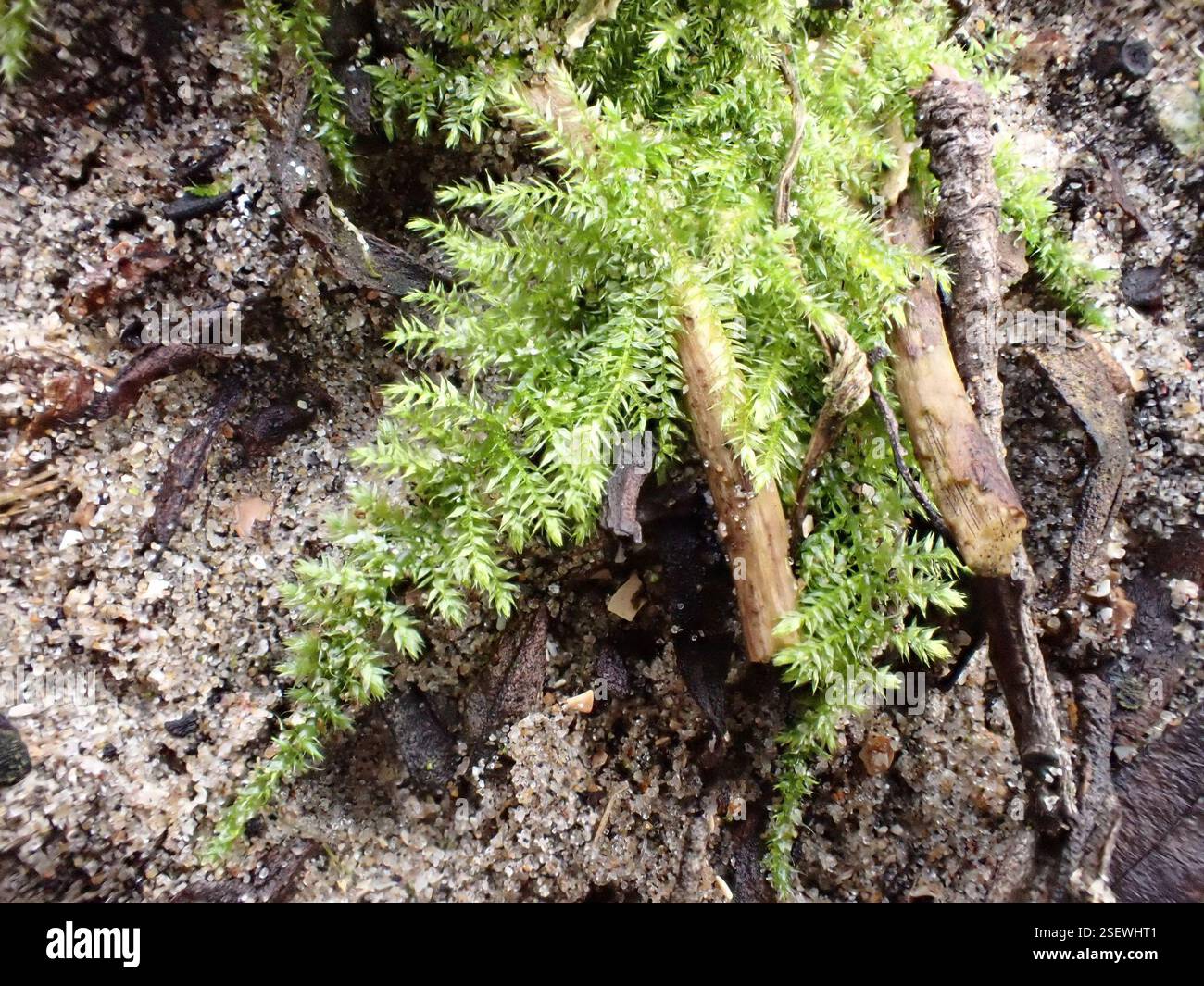 Common Feather-moss (Kindbergia praelonga), Plantae, Amsterdamse ...