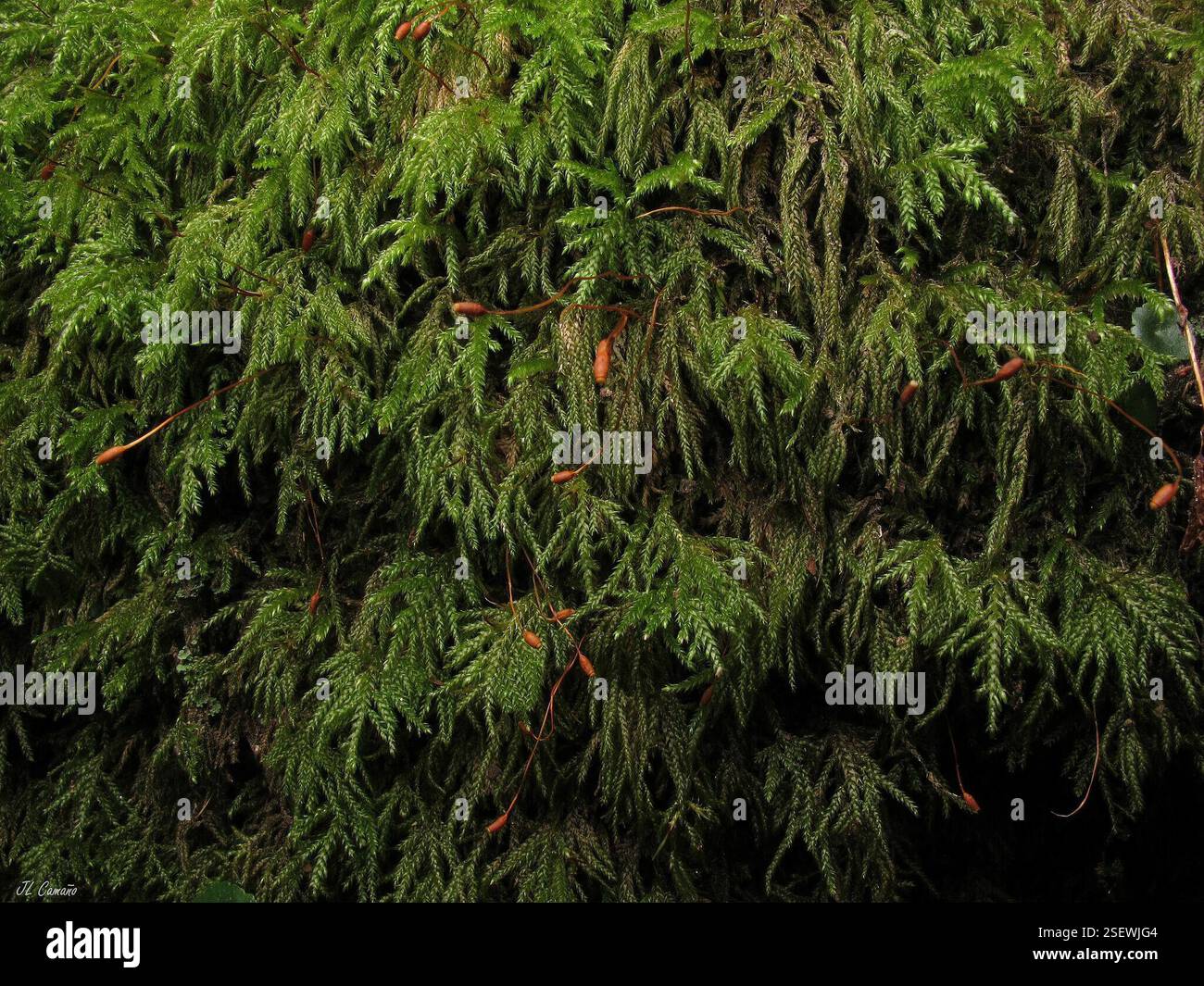 Fox-tail Feather-moss (Thamnobryum alopecurum), Plantae, Pontevedra ...