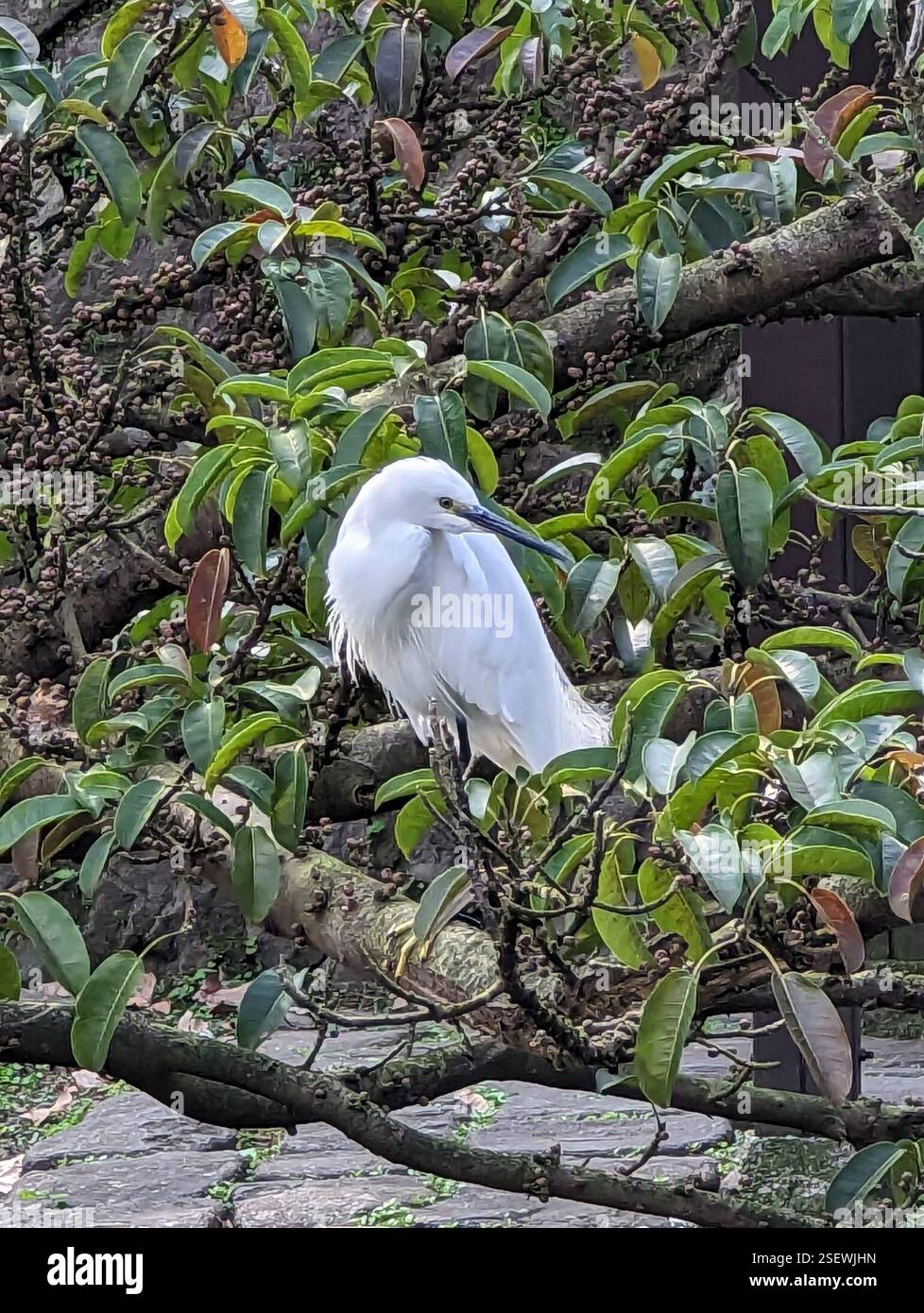 Western Little Egret (Egretta garzetta garzetta), Aves, 北投區 Stock Photo ...