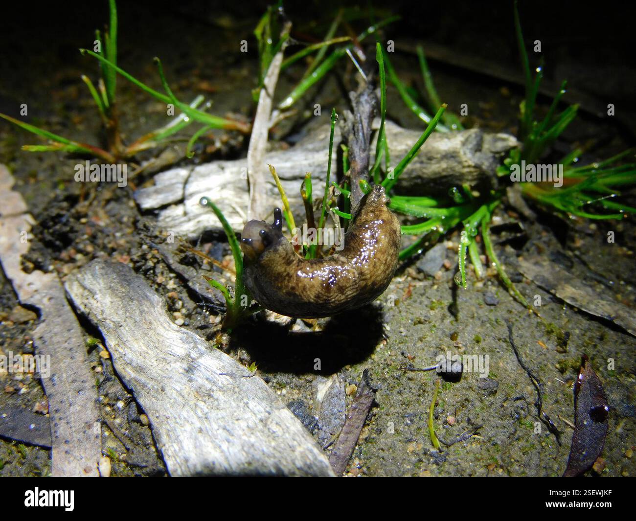Milky Slug (Deroceras reticulatum), Mollusca, Hobart TAS, Australia ...
