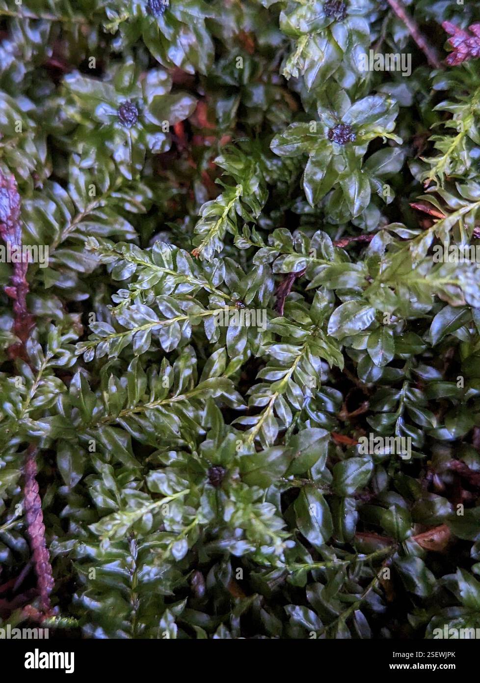 Badge Moss (Plagiomnium insigne), Plantae, Vancouver, BC V6G 3E2 ...