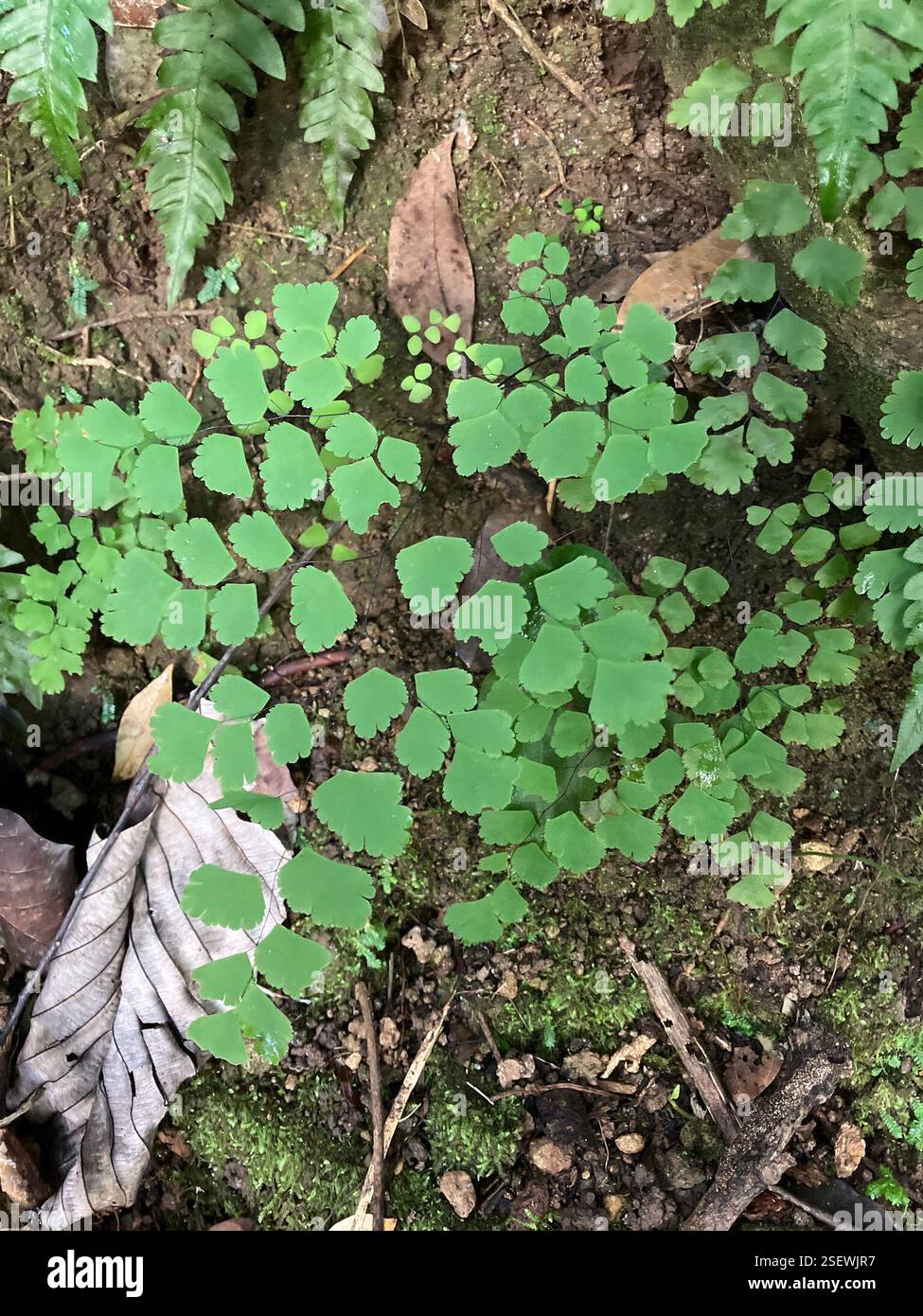 Fan Maidenhair Fern (Adiantum tenerum), Plantae, Saint Peter, MS Stock ...