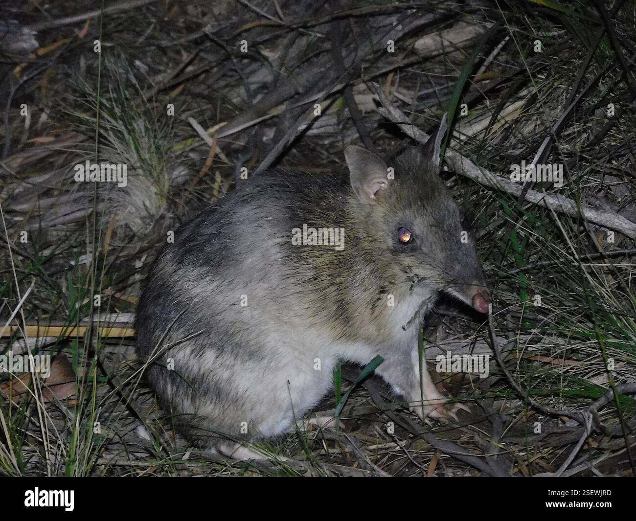Eastern Barred Bandicoot (Perameles gunnii), Mammalia, Hobart TAS ...