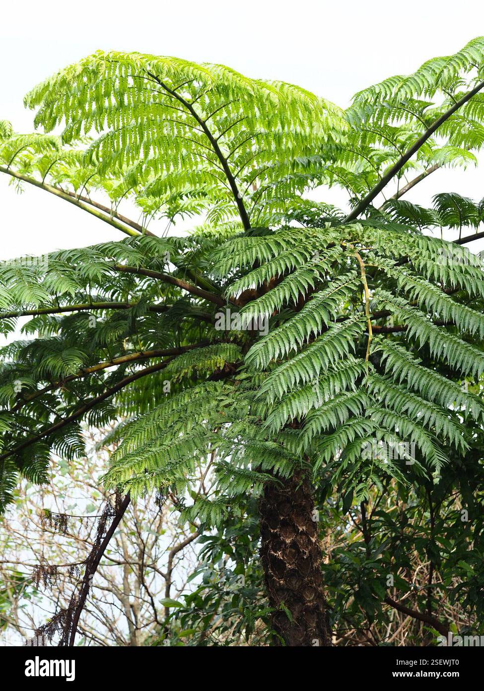 Flying Spider Monkey Tree Fern (Sphaeropteris lepifera), Plantae, 台灣新北市 ...