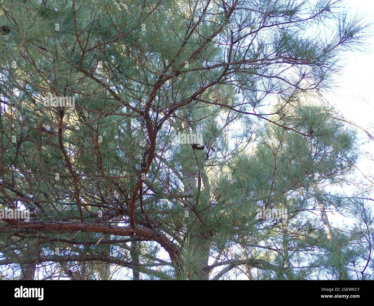 loblolly pine (Pinus taeda), Plantae, North Carolina, US Stock Photo ...
