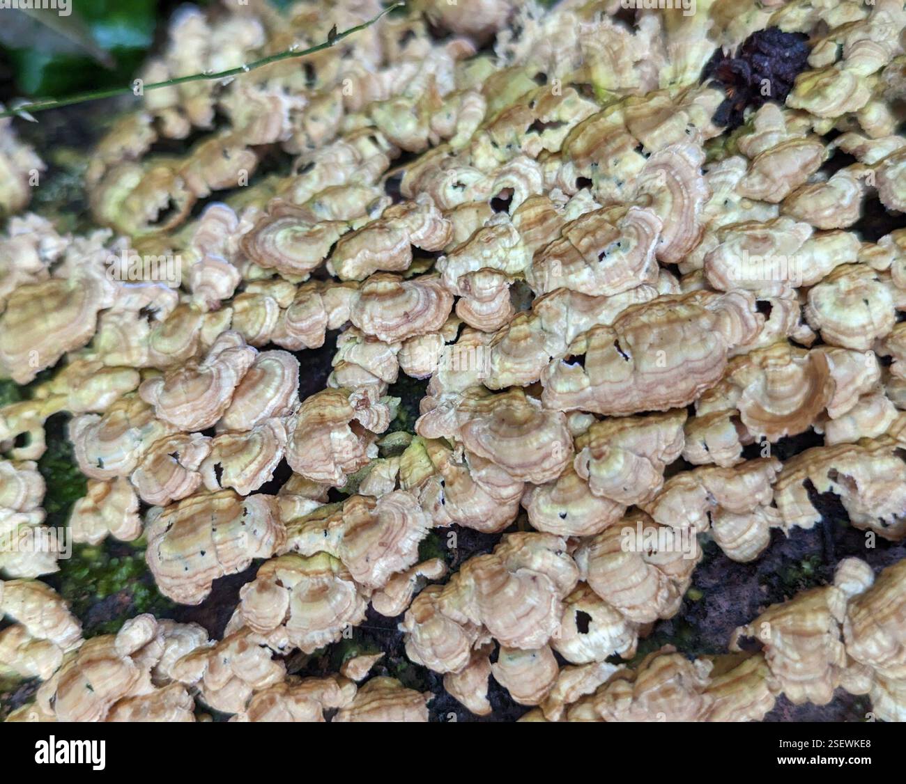 violet-toothed polypore (Trichaptum biforme), Fungi, 424, Taiwan ...