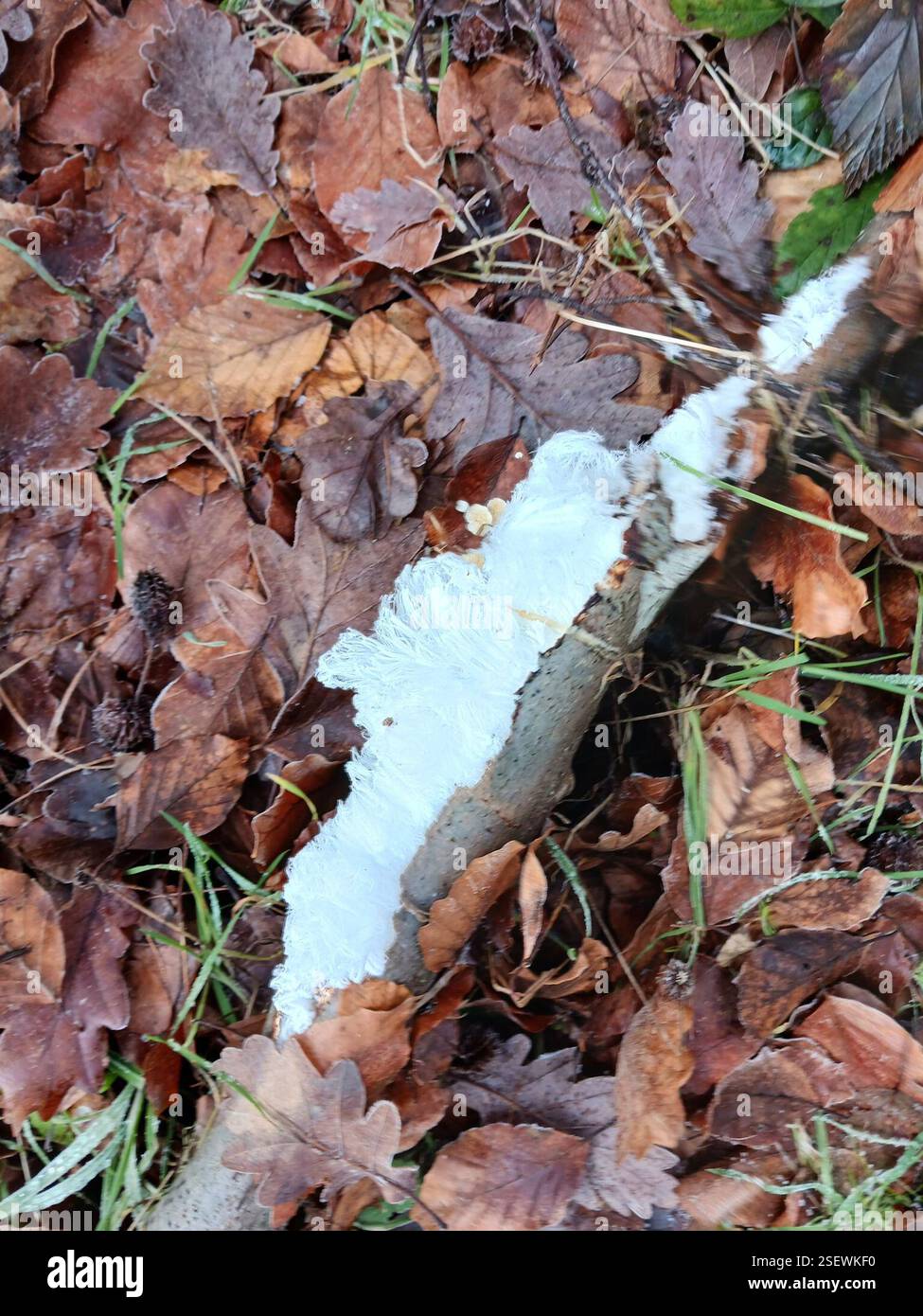 Hair Ice (Exidiopsis effusa), Fungi, Marburg Botanischer Garten, 35043 ...