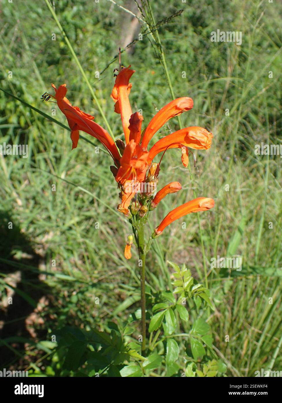 Cape Honeysuckle (Tecomaria capensis), Plantae, uMgungundlovu District ...