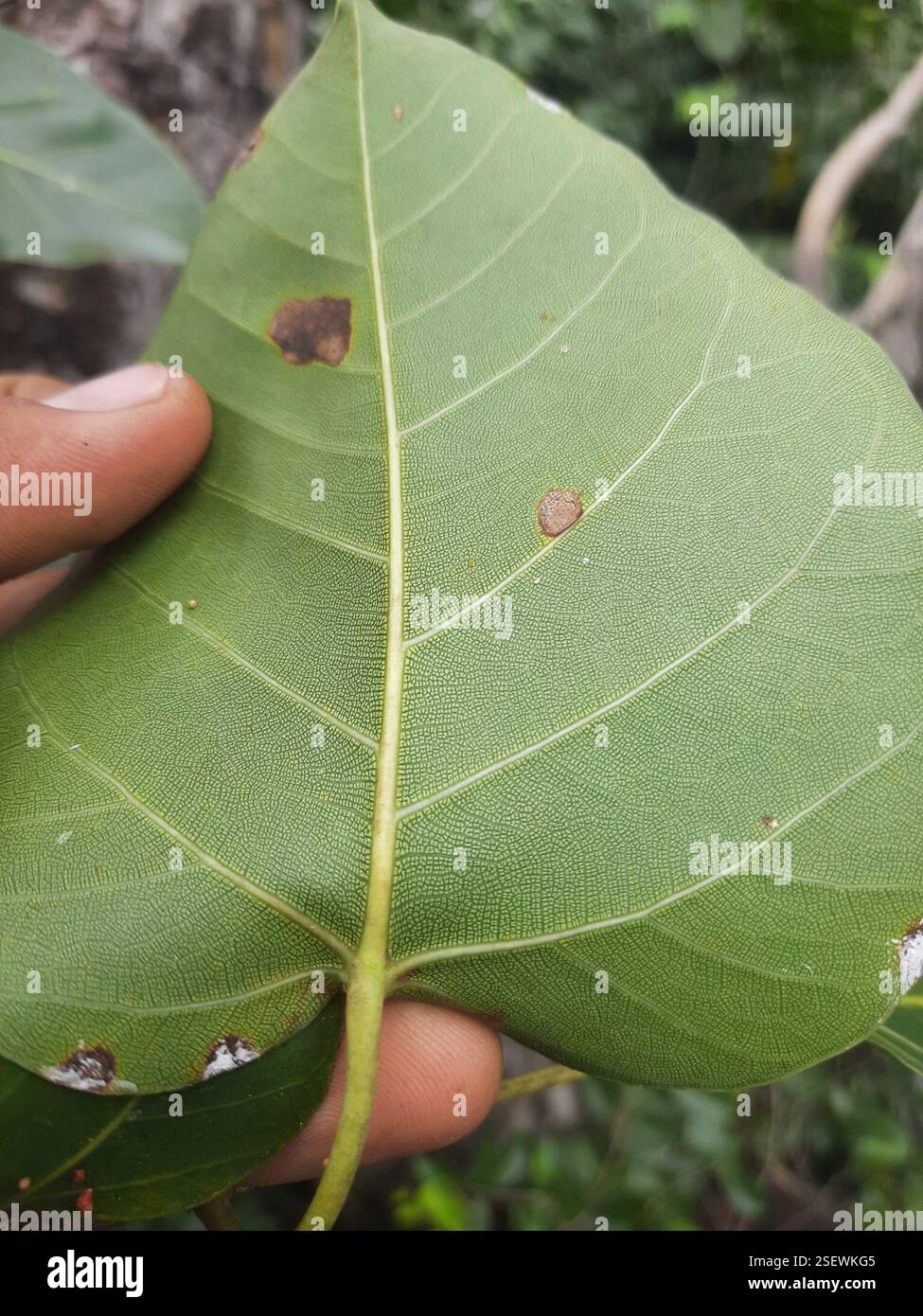 Indian Rock Fig (Ficus arnottiana), Plantae, Pakkamalai R.F Stock Photo ...