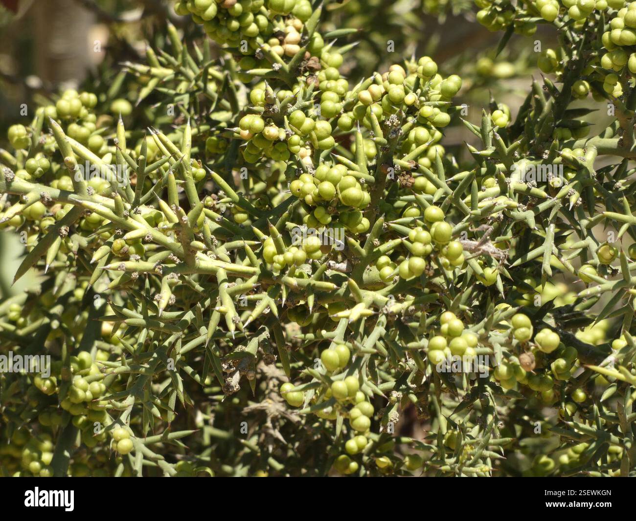 (Colletia spinosissima), Plantae, TRARUÑE Stock Photo - Alamy