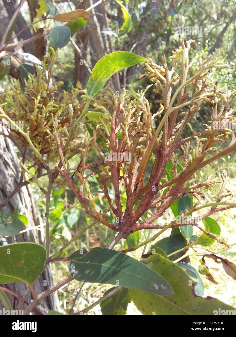 life (Life), , Parawa SA 5203, Australia, Host species is Eucalyptus ...