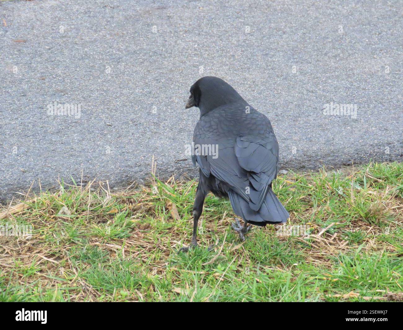 American Crow (Corvus brachyrhynchos), Aves, Clover Pt, Victoria, BC ...