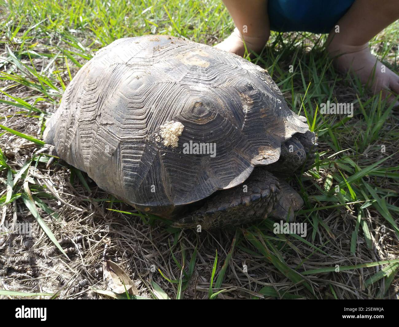 Gopher Tortoise (Gopherus polyphemus), Reptilia, Florida, US Stock ...