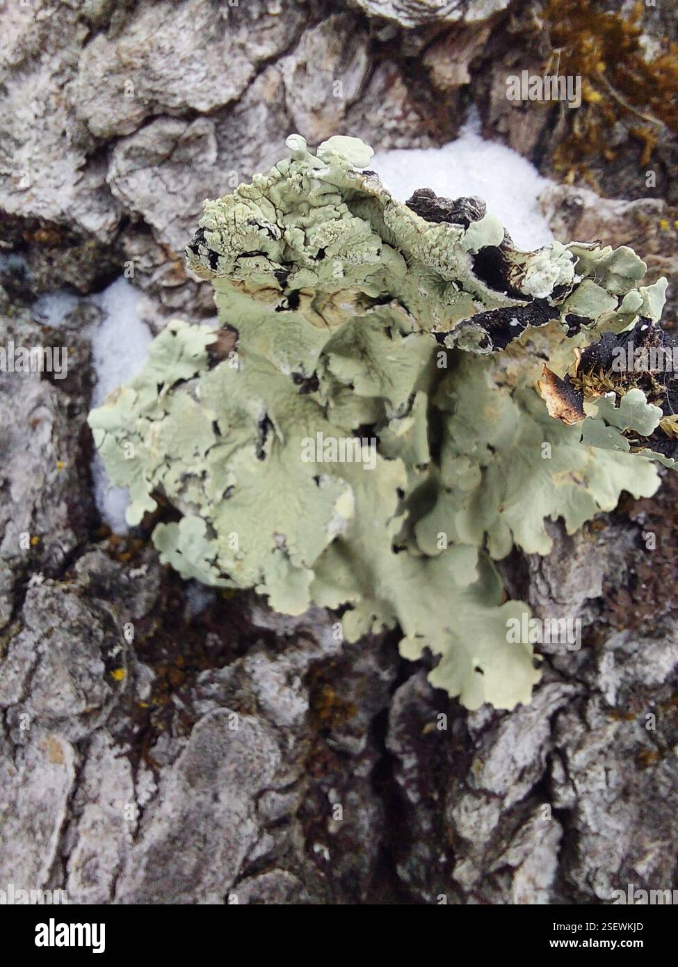 common greenshield lichen (Flavoparmelia caperata), Fungi, Echo Bay, ON ...