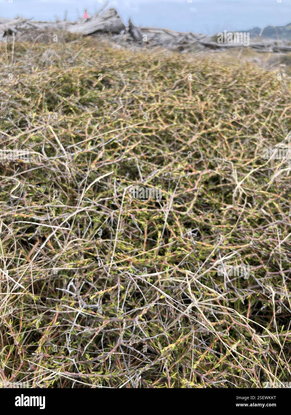 Sand Coprosma (Coprosma acerosa), Plantae, Hurunui, NZ-CA, NZ Stock ...