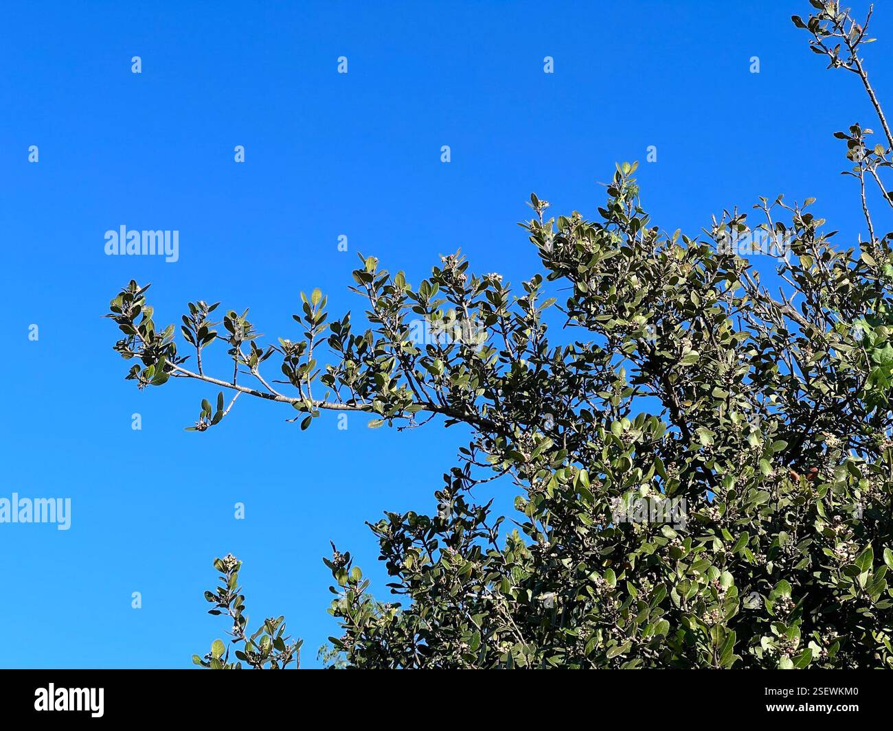 lemonade berry (Rhus integrifolia), Plantae, Orange County, CA, USA ...