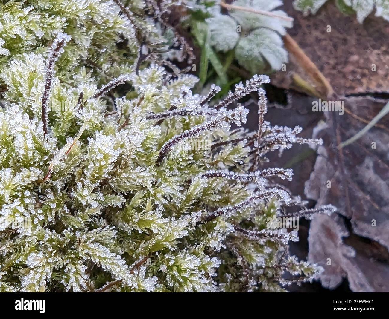 joint-toothed mosses (Bryopsida), Plantae, Burnaby, BC V3N 4G8, Canada ...