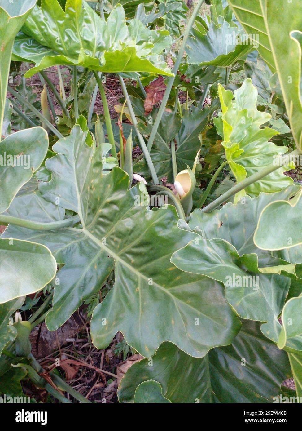 (Thaumatophyllum undulatum), Plantae, Paraguay Stock Photo - Alamy
