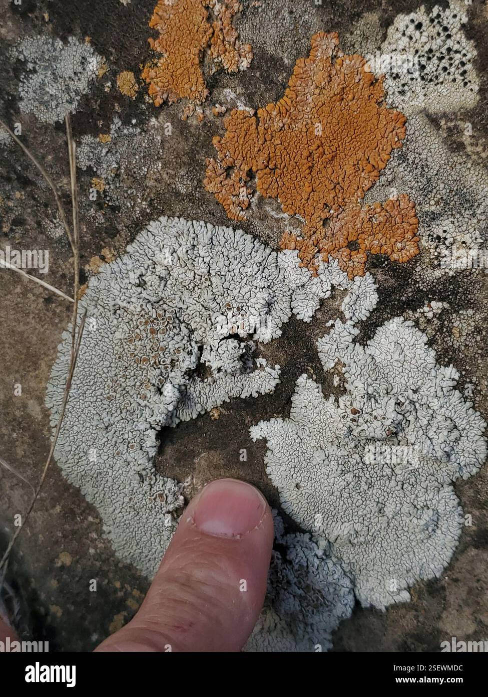 Elegant Sunburst Lichen (Rusavskia elegans), Fungi, Musselshell ...