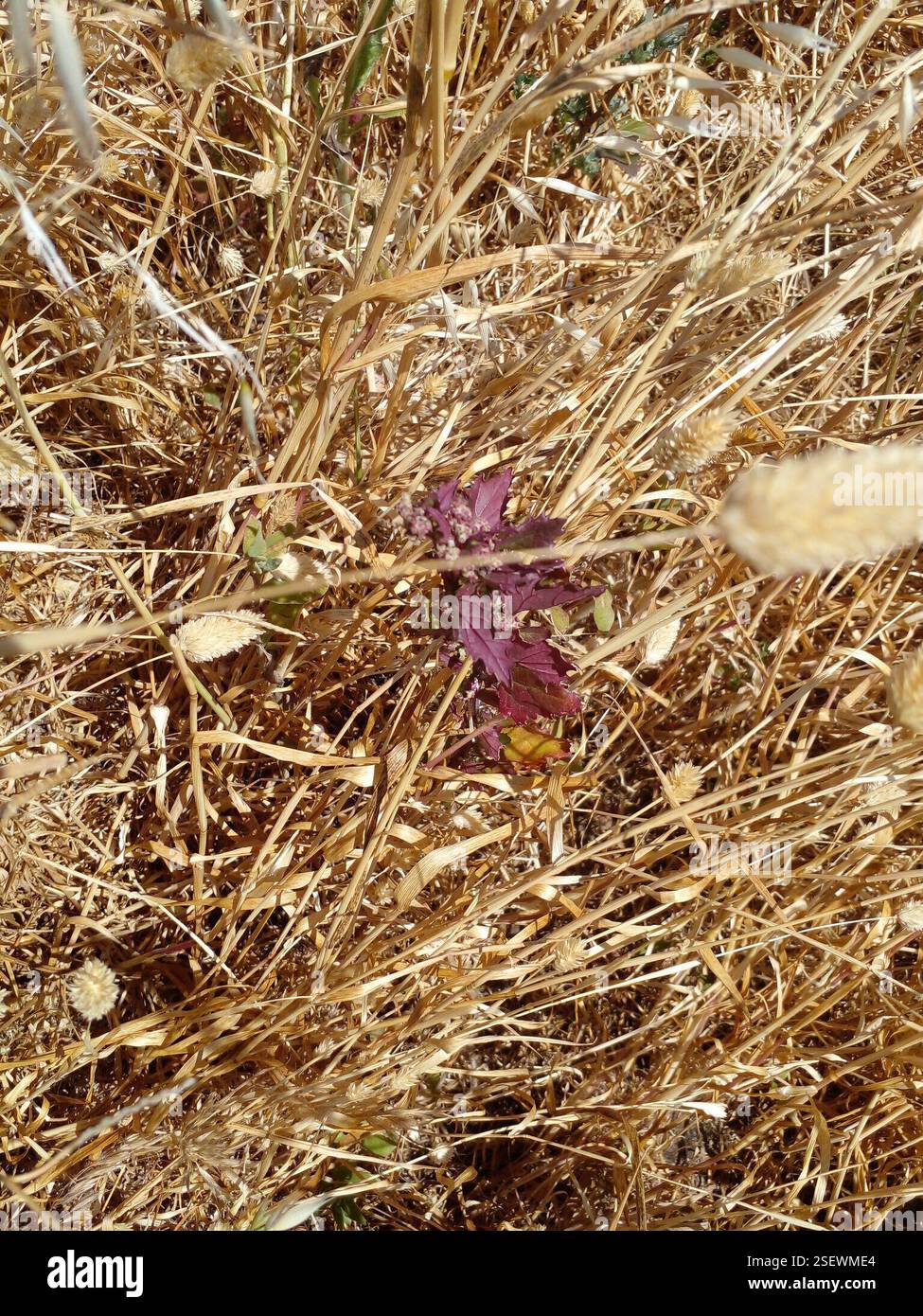 (Poeae), Plantae, Unnamed Road, Cape Farms, Cape Town, South Africa ...