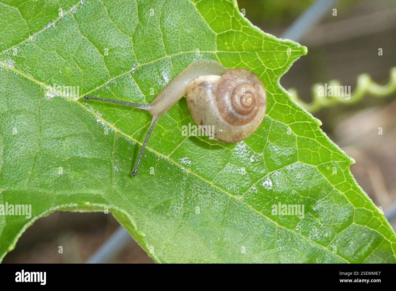 Asian Tramp Snail (Bradybaena similaris), Mollusca, Rocks Riverside Park, Sinnamon Park, QLD ...