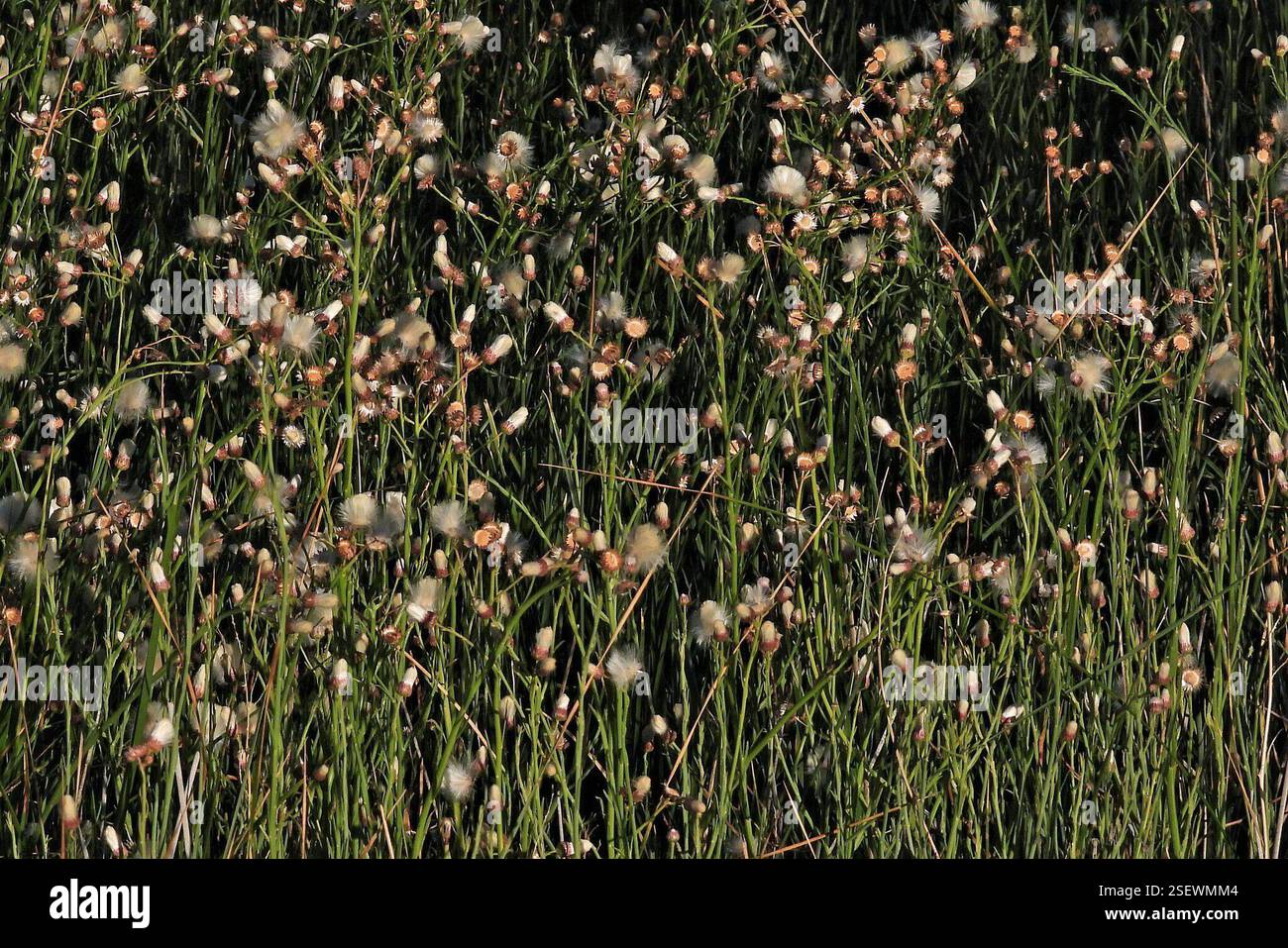(Baccharis juncea), Plantae, Telsen, Chubut, Argentina Stock Photo - Alamy