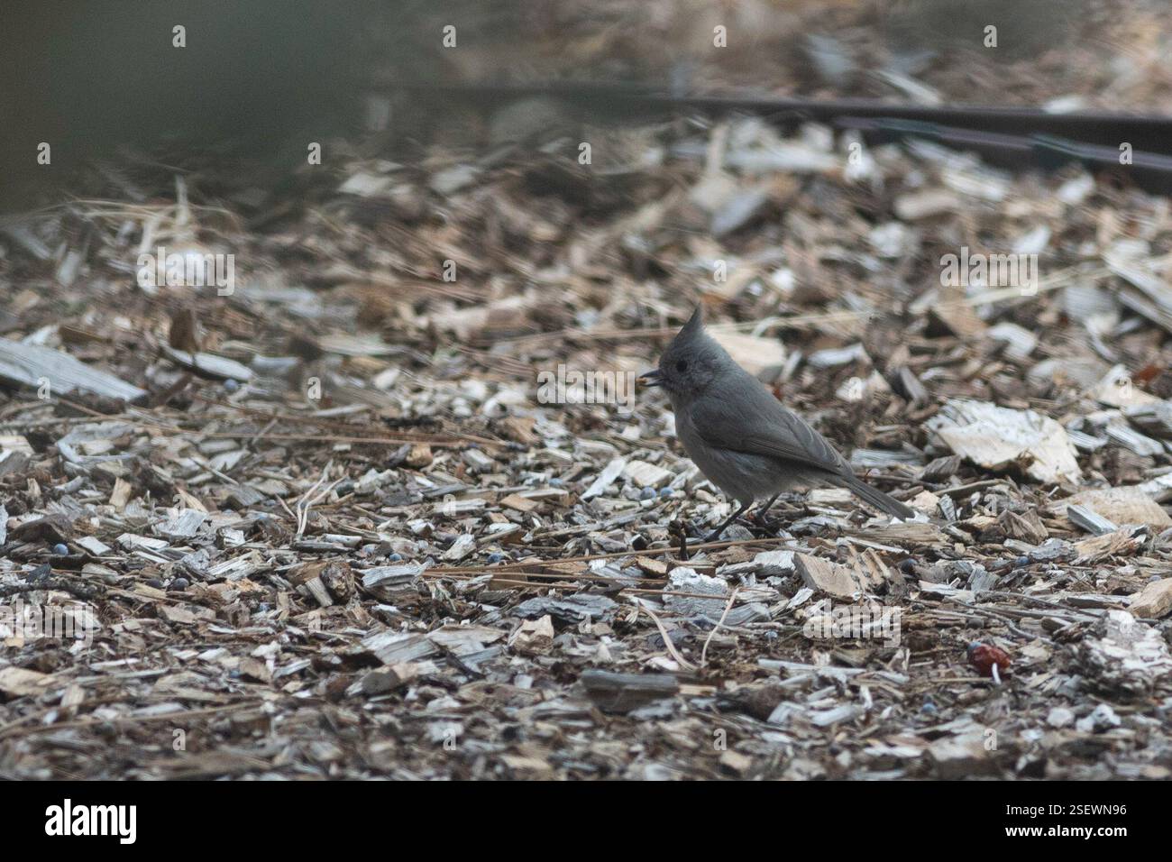Juniper Titmouse (Baeolophus ridgwayi), Aves, Perimeter Trail, Los ...