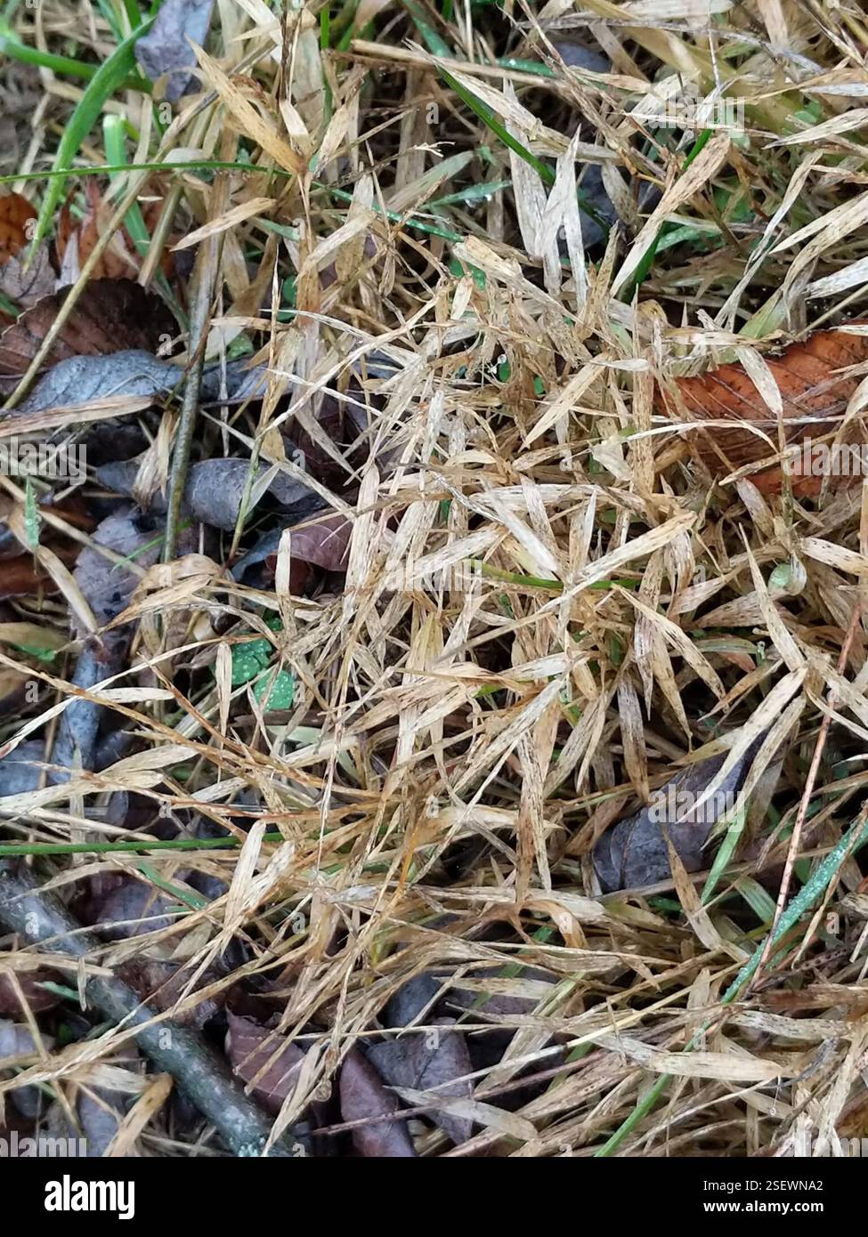 bristlegrasses, bluestems, paspalums, and allies (Panicoideae), Plantae ...