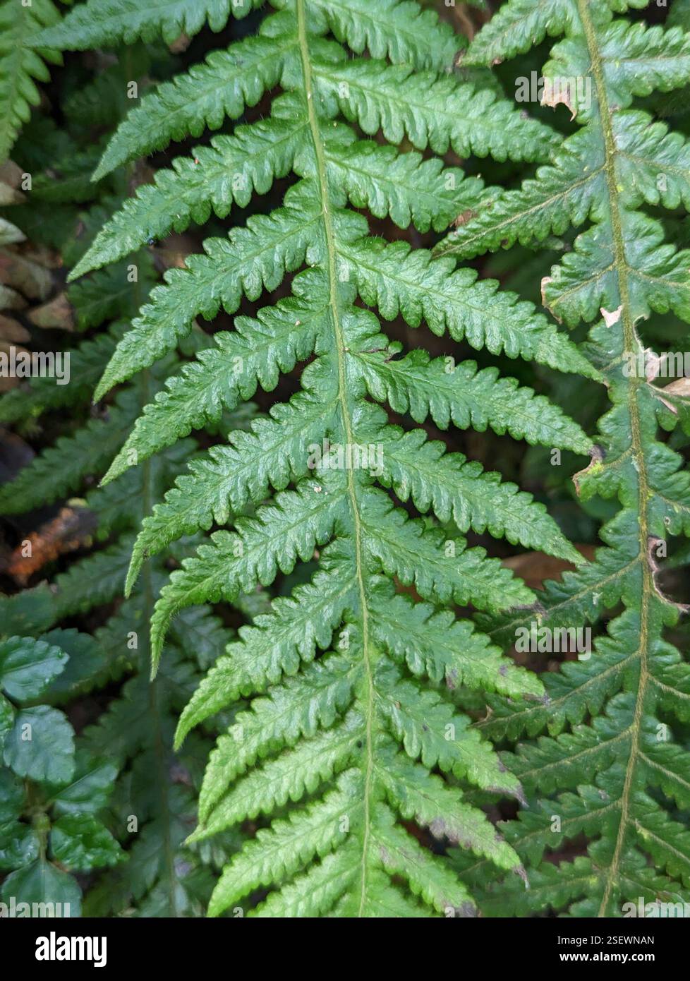 Japanese beech fern (Phegopteris decursive-pinnata), Plantae, 252 ...