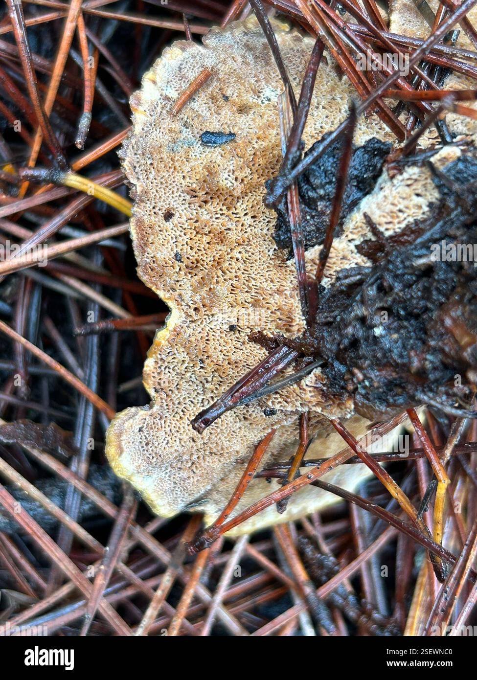 Dyer's Polypore (Phaeolus schweinitzii), Fungi, North Coast, Cambria ...