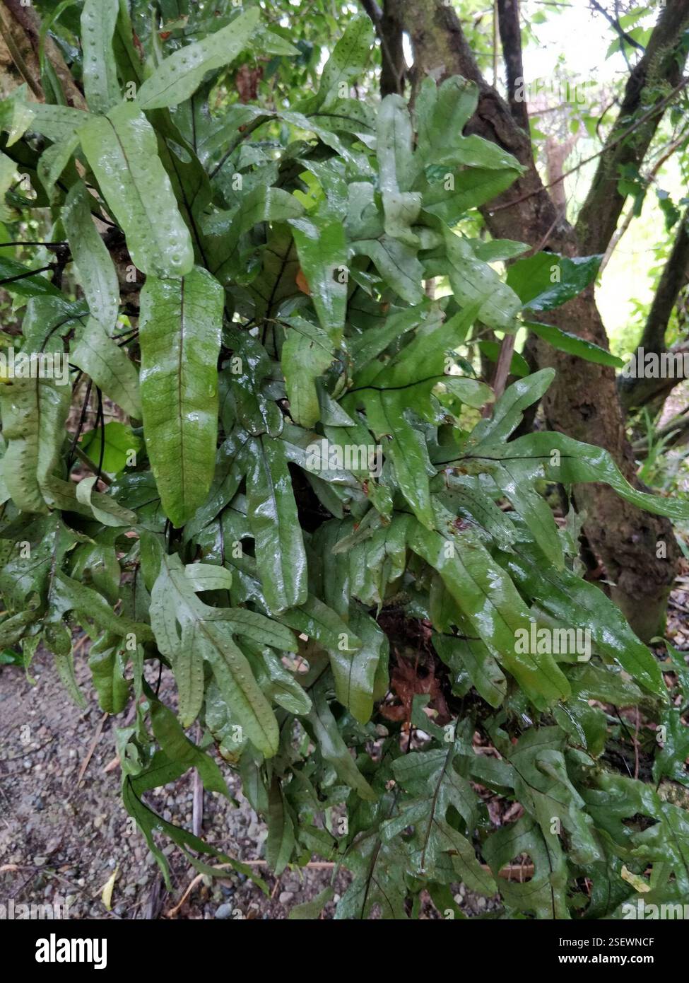 Kangaroo Fern (Microsorum pustulatum pustulatum), Plantae, Westland, NZ ...