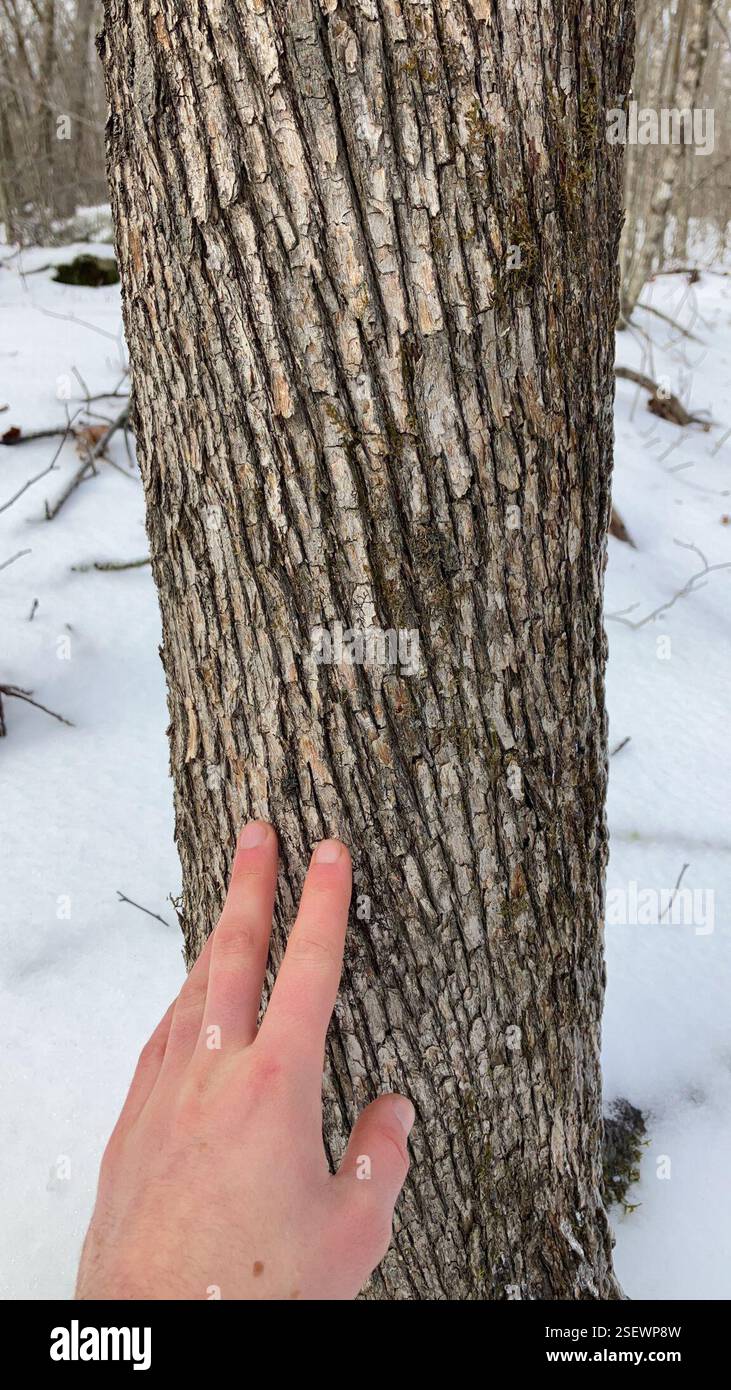 American hophornbeam (Ostrya virginiana), Plantae, Rockport, deciduous ...