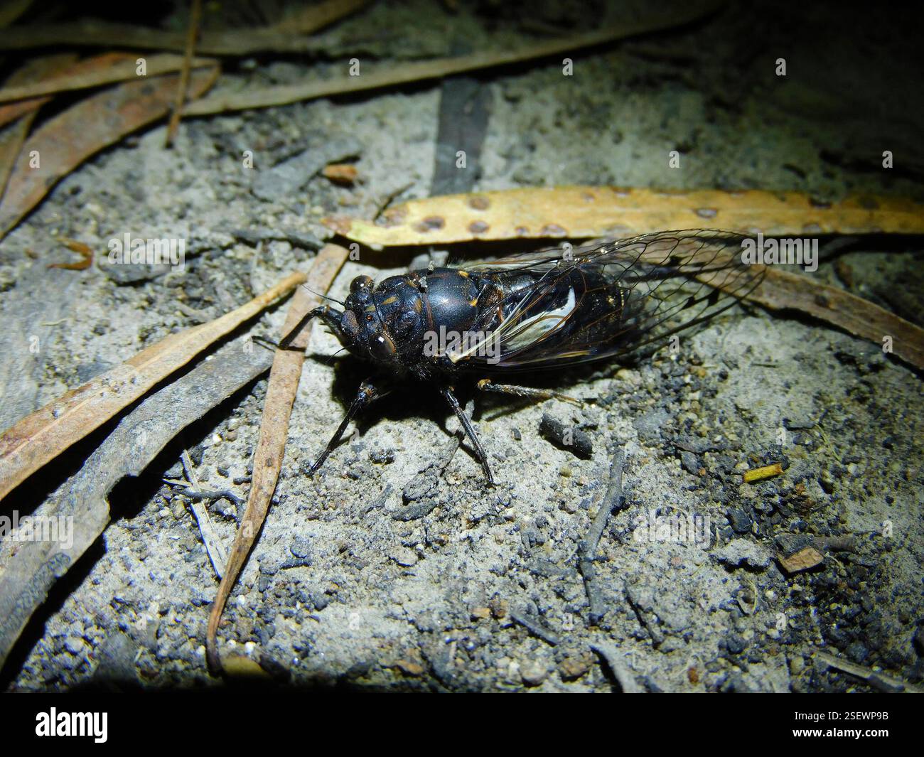 Southern Spotted Cicada (Gelidea torrida), Insecta, Hobart TAS ...