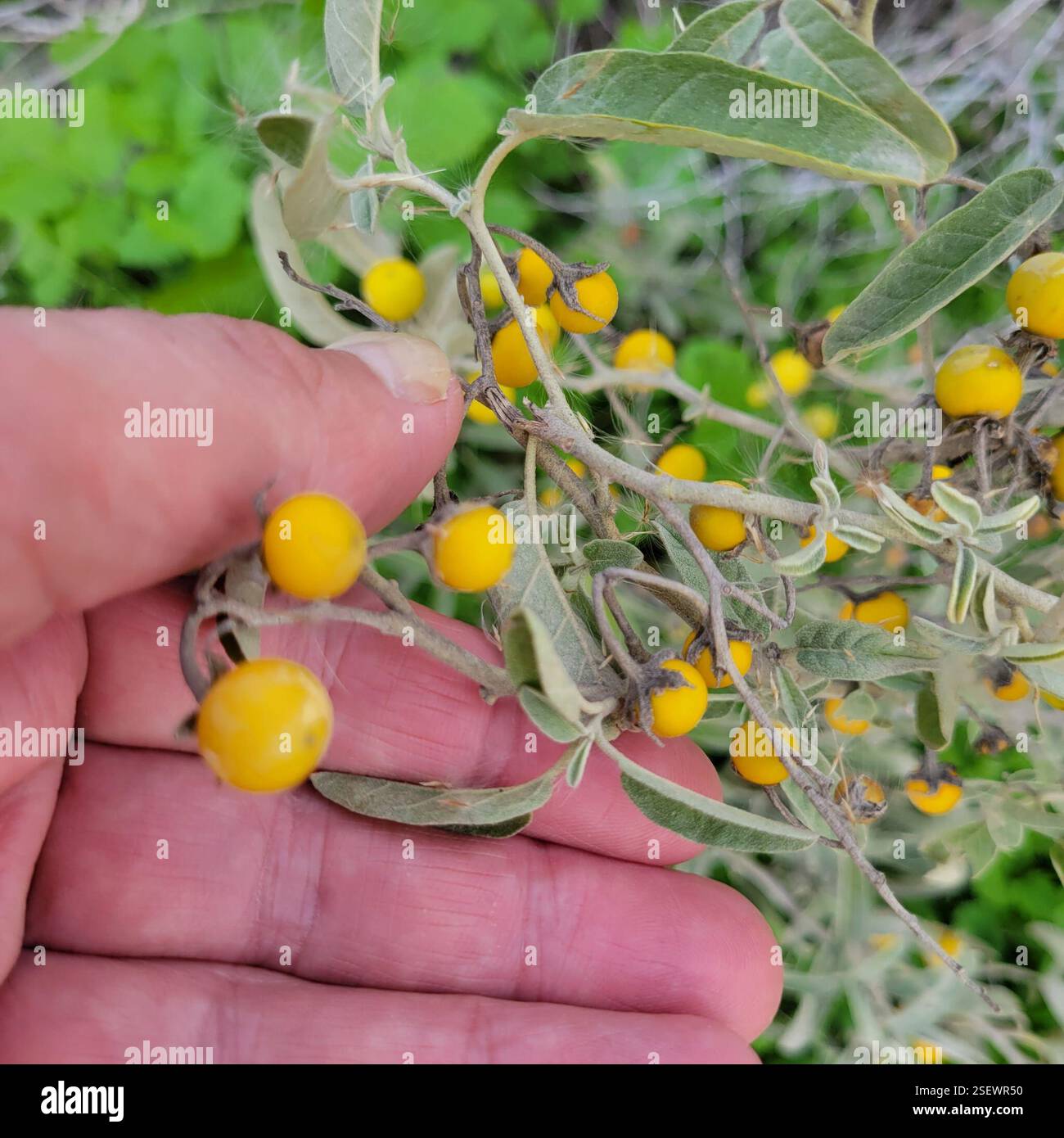 silverleaf nightshade (Solanum elaeagnifolium), Plantae, Emek HaMayanot ...