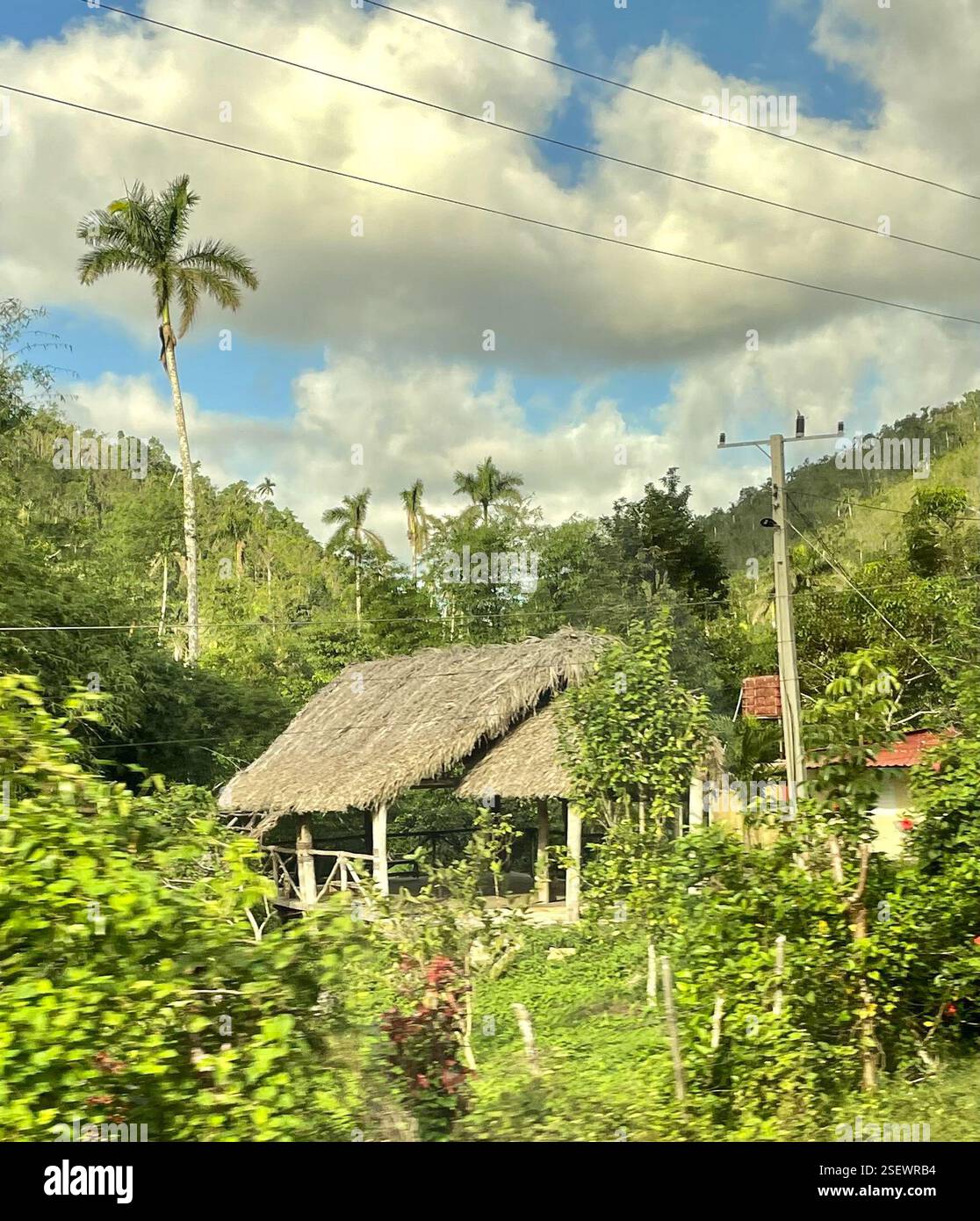 Royal Palm (Roystonea regia), Plantae, Carretera de Soroa, Pinar del ...