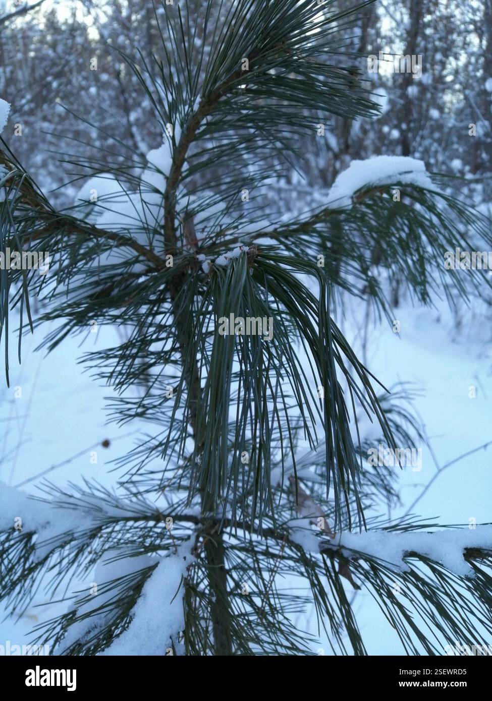 Siberian pine (Pinus sibirica), Plantae, Октябрьский, Иркутская обл ...