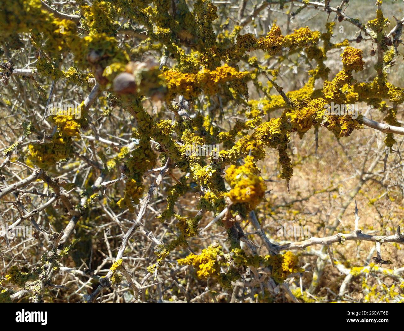common lichens (Lecanoromycetes), Fungi, Unnamed Road, Cape Farms, Cape ...