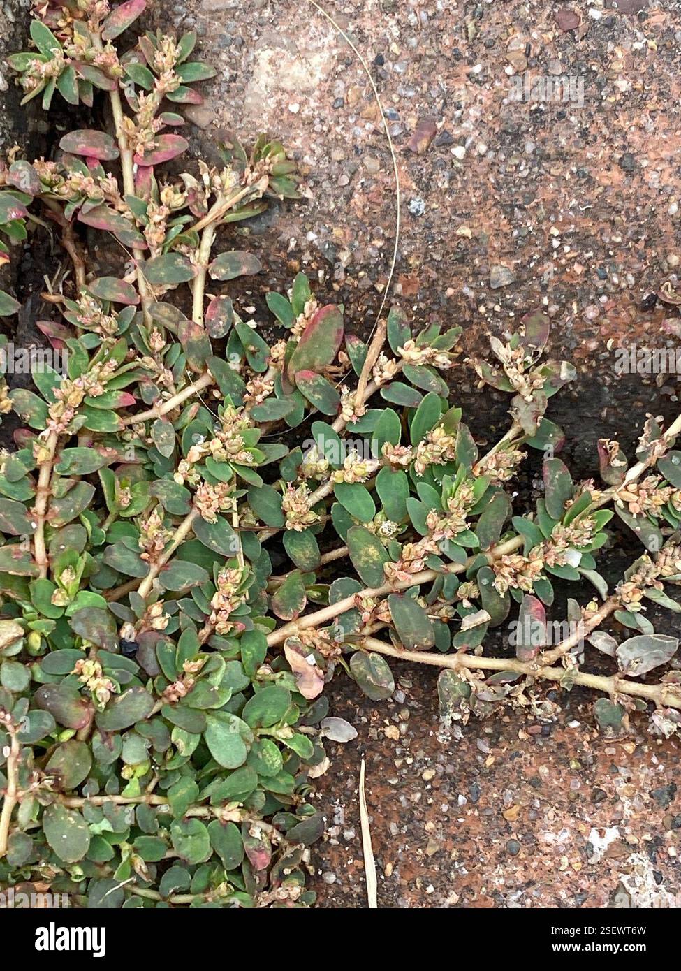 Red Caustic-creeper (Euphorbia thymifolia), Plantae, Nyleeta Ct ...