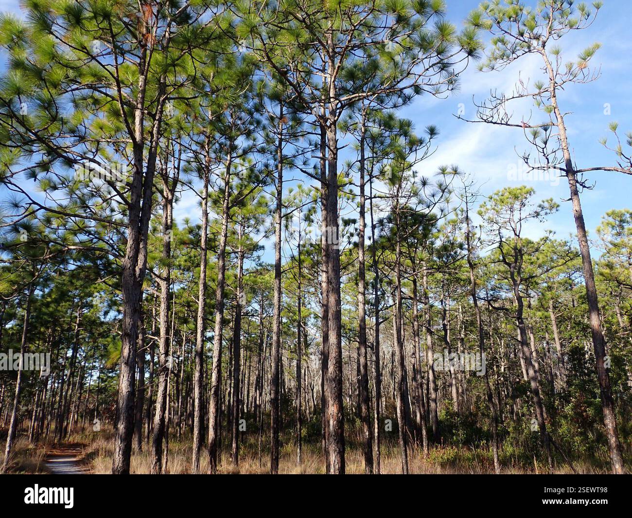 longleaf pine (Pinus palustris), Plantae, North Carolina, US Stock ...