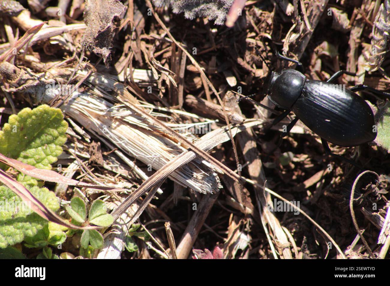 Darkling Beetles (Tenebrionidae), Insecta, Tecolotlán, Jal., México ...