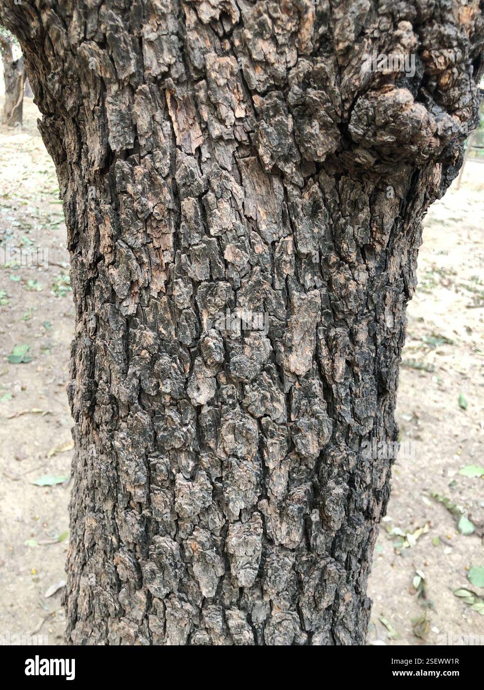 Indian mesquite (Prosopis cineraria), Plantae, Dhaula Kuan, New Delhi ...