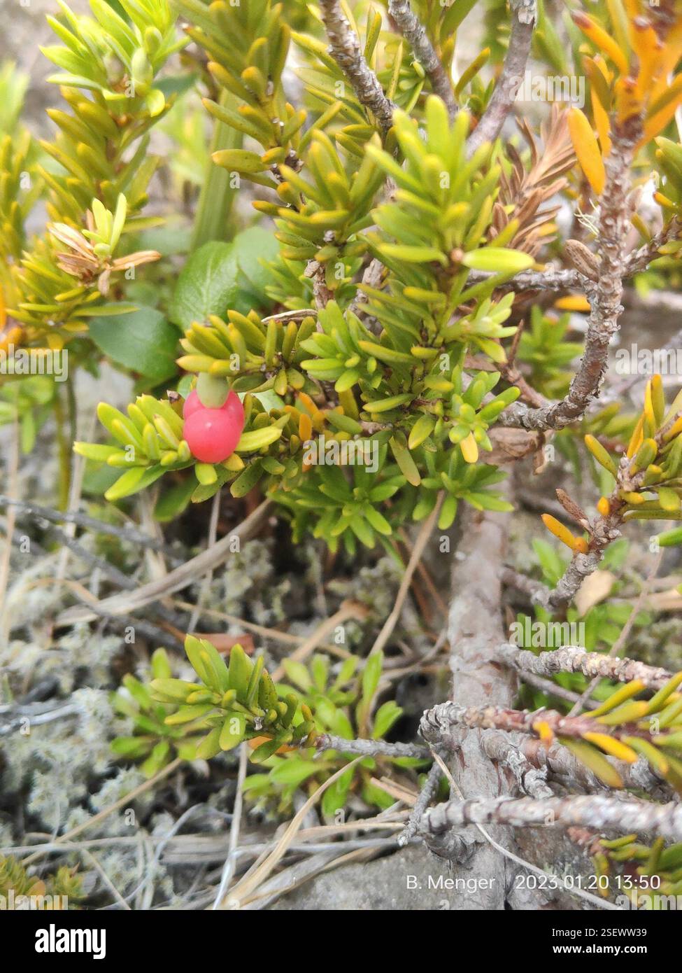 snow totara (Podocarpus nivalis), Plantae, Selwyn, NZ-CA, NZ, Female ...