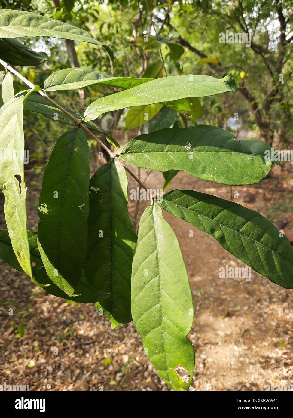 Jaundice curative tree (Wrightia tinctoria), Plantae, 63F2+FXW, TSR ...