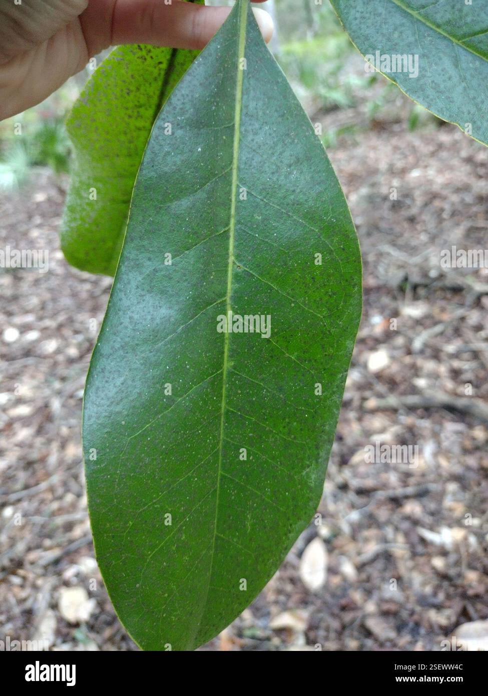 southern magnolia (Magnolia grandiflora), Plantae, Florida, US Stock ...
