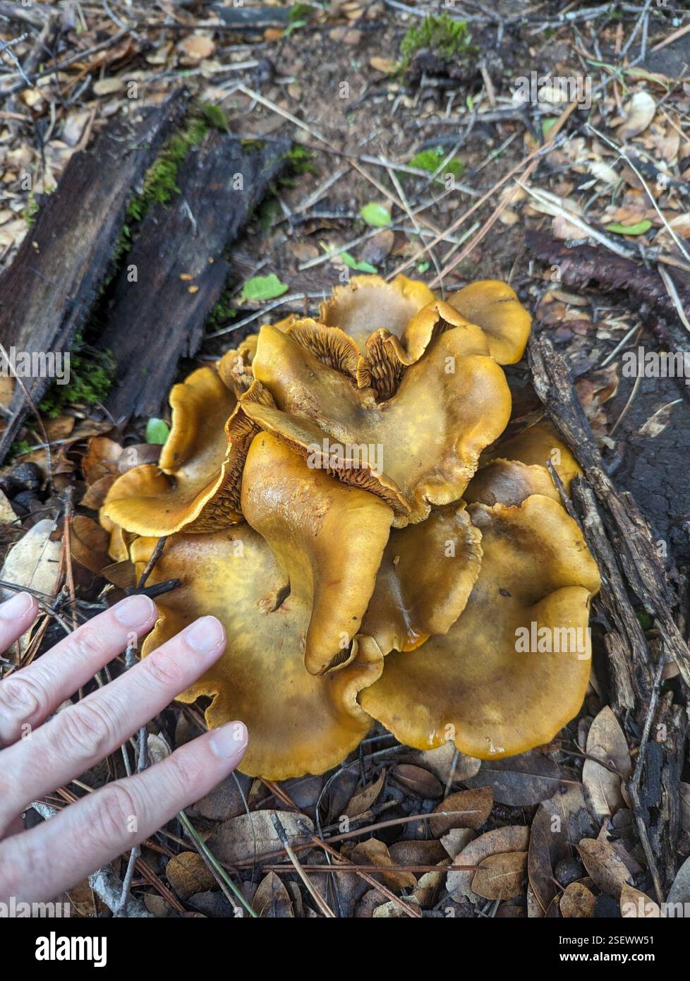 western jack-o'-lantern (Omphalotus olivascens), Fungi, United States ...