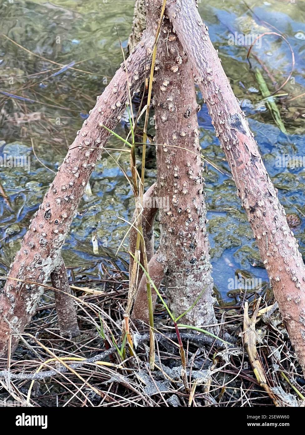 red mangrove (Rhizophora mangle), Plantae, North Bimini, BS Stock Photo ...