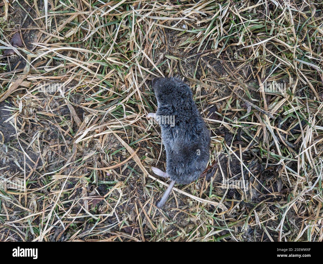 Northern Short-tailed Shrew (Blarina brevicauda), Mammalia, Grimsby, ON ...